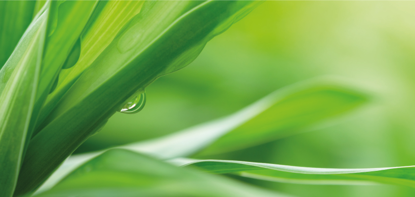 FOREST COMP – Base Protection World